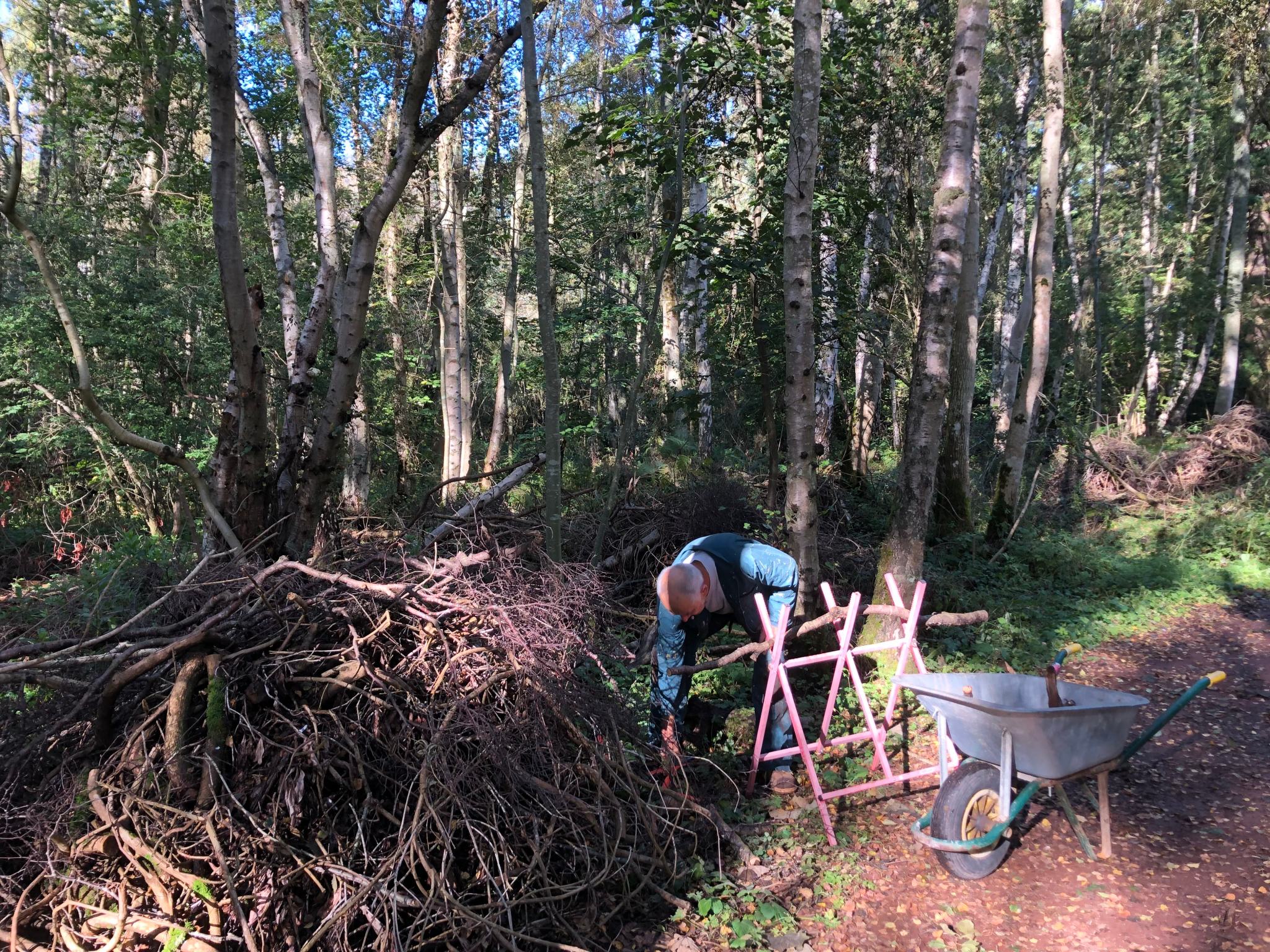 Rhododendron removal – Gifford Community Woodland